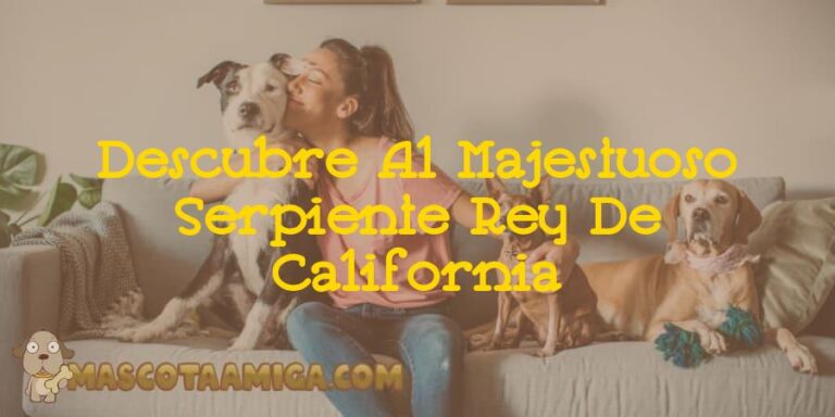 ️ Descubre Al Majestuoso Serpiente Rey De California en septiembre del 2025